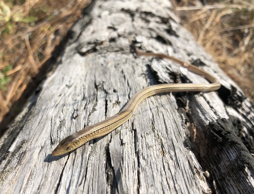 Mimic Glass Lizard in April 2021 by mkosiewski · iNaturalist