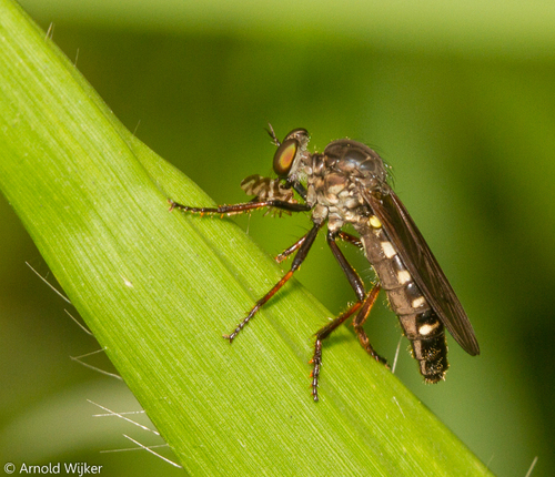 Genus Aspidopyga · iNaturalist