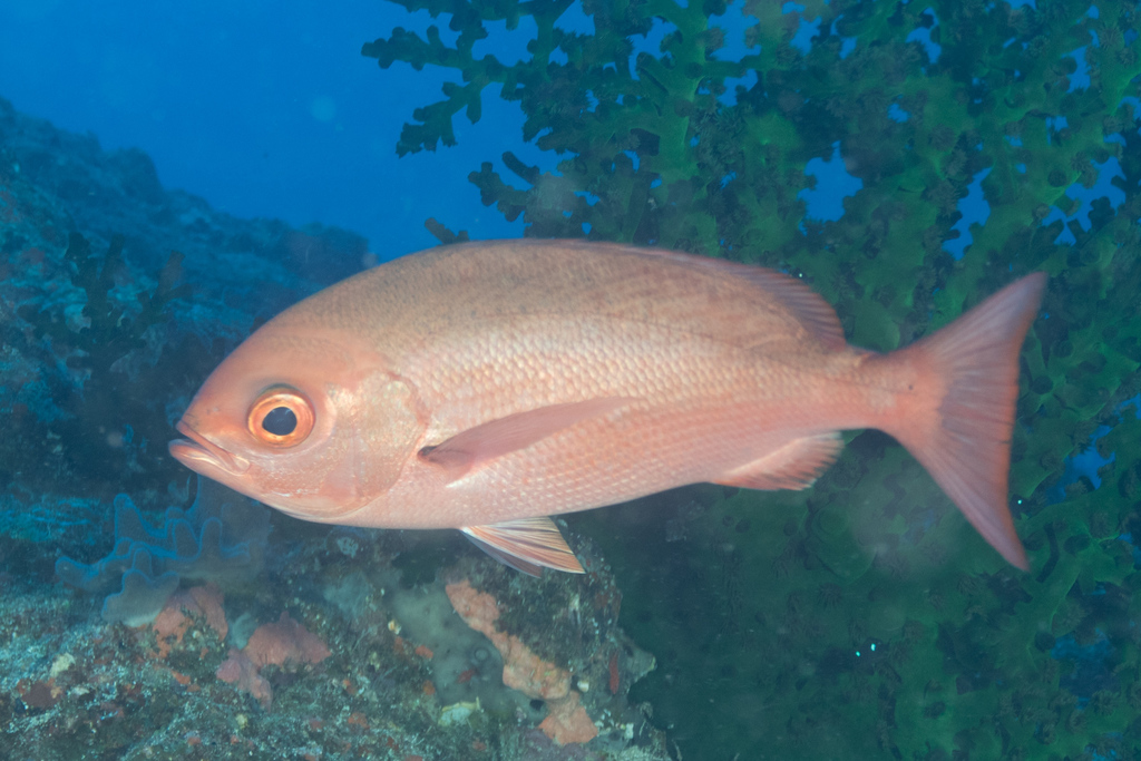 Red Pinjalo (Pinjalo lewisi) - Marine Life Identification