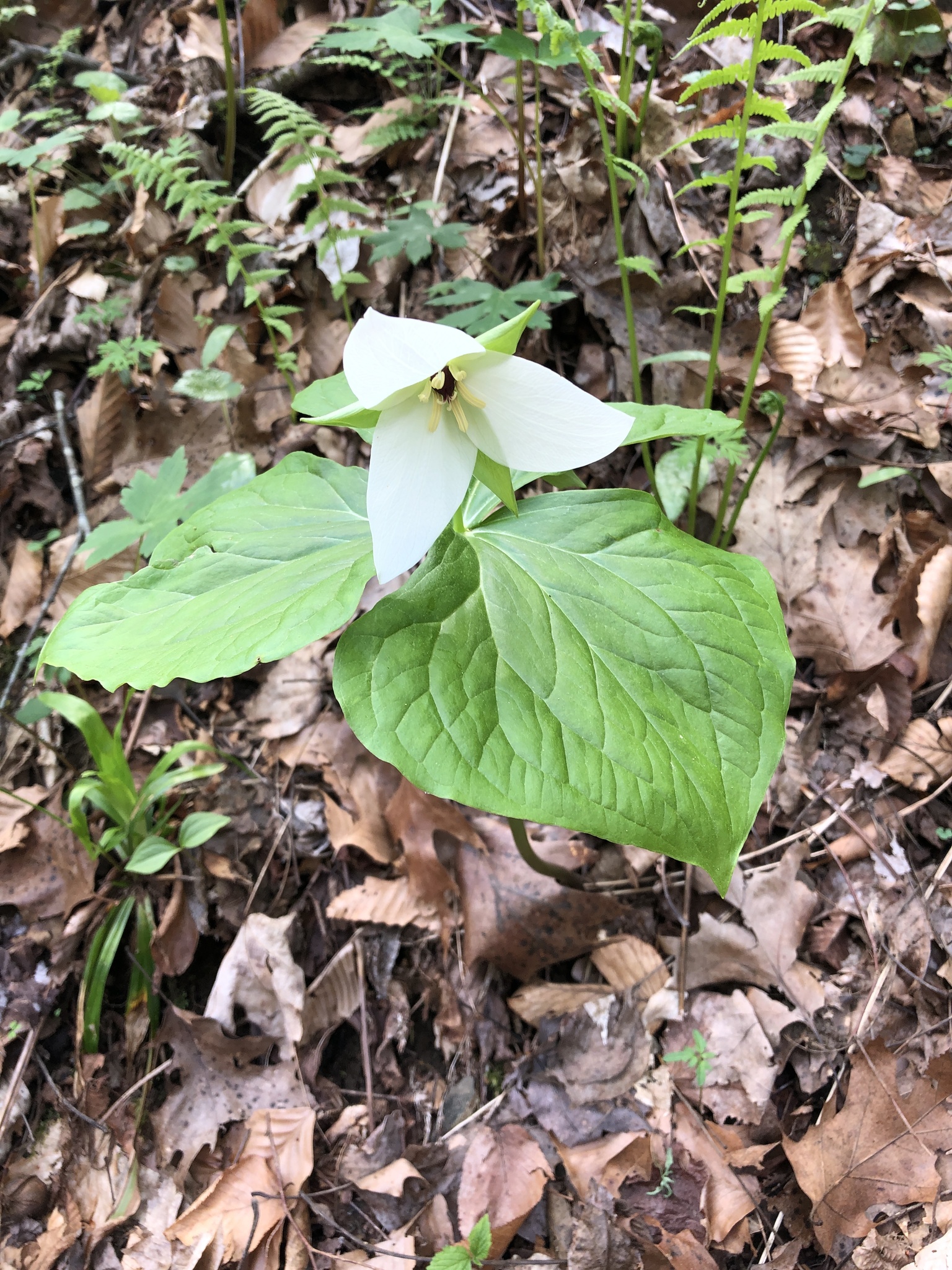 Trillium simile Gleason