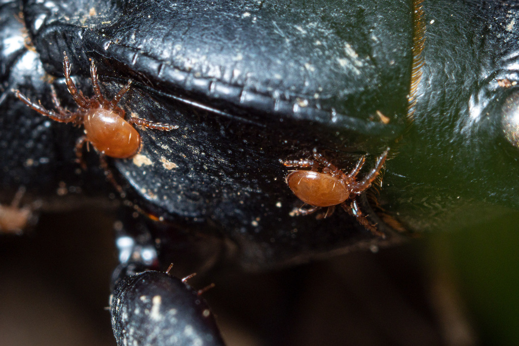 Mesostigs from No. 1 Line track, Pohangina Valley, southern Ruahine ...