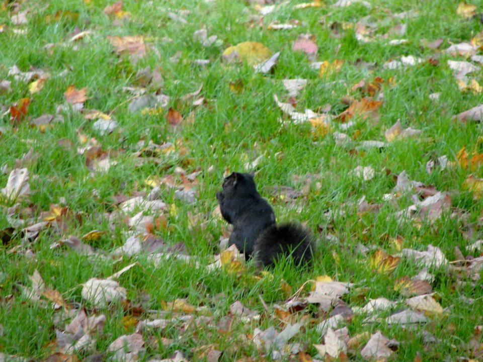 Eastern Gray Squirrel from Niagara Falls, ON, Canada on October 25 ...