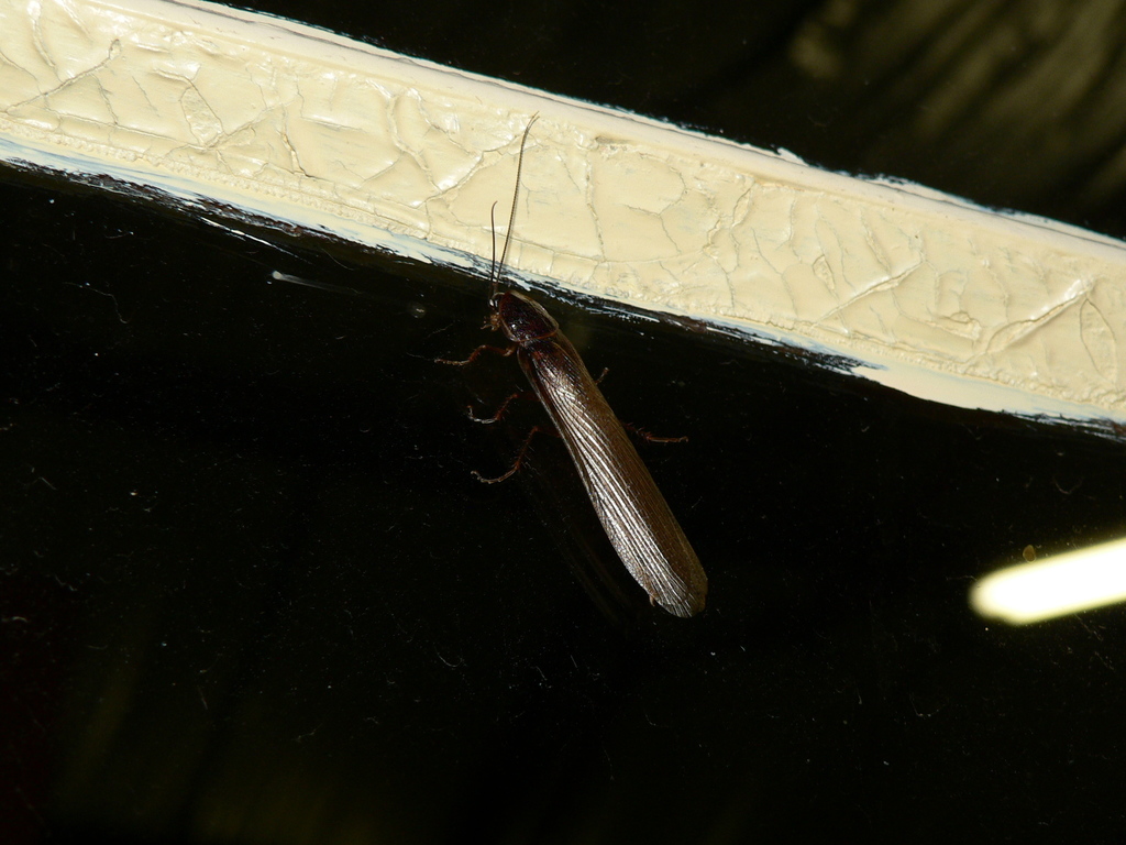 Bantua robusta (世界蟑螂) · iNaturalist