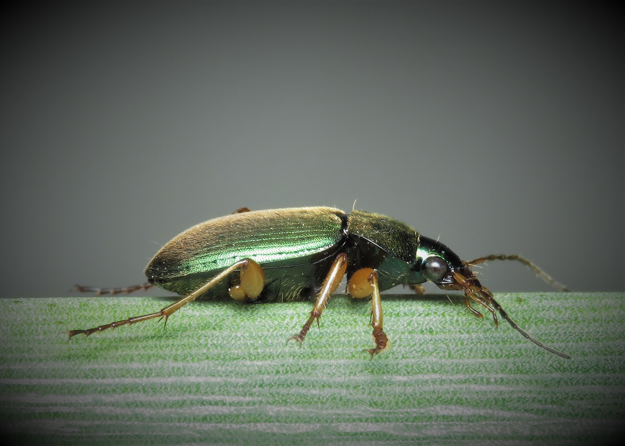 Chlaenius nitidulus (Schrank, 1781)