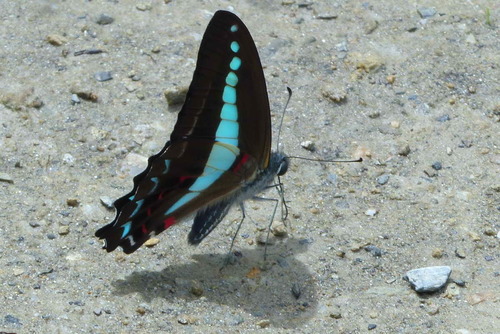 Wallacea Bluebottle (Graphium anthedon) · iNaturalist United Kingdom