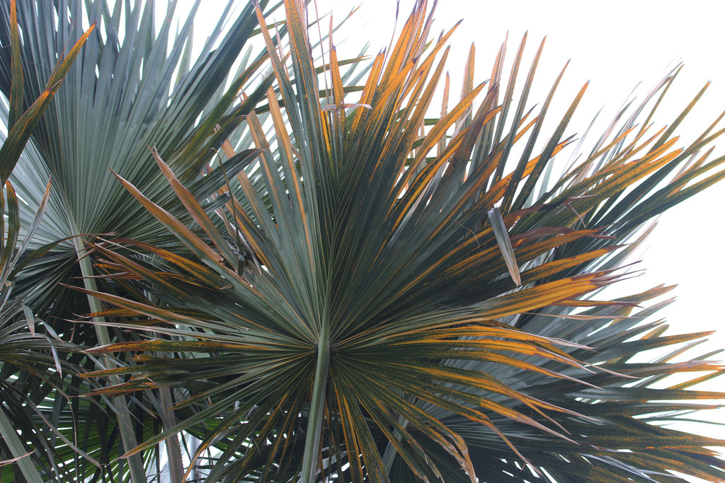 gebang palm (Corypha utan) - Botanical Realm