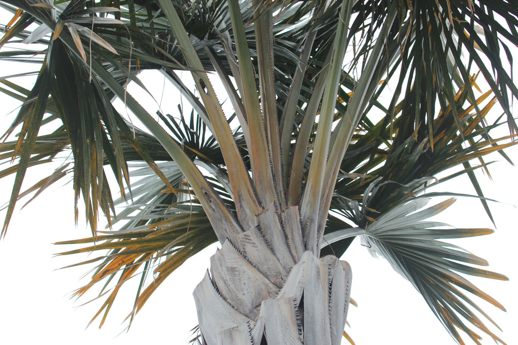 gebang palm (Corypha utan) - Botanical Realm