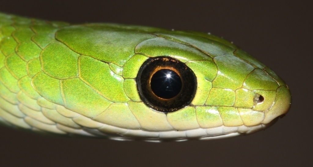 Green Water Snake (Philothamnus hoplogaster) - Snakes and Lizards