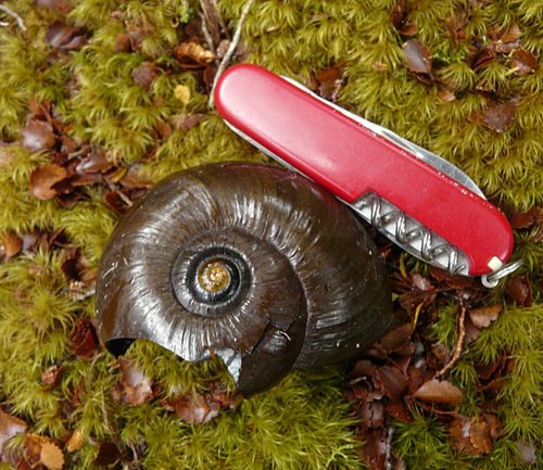 Subspecies Powelliphanta superba superba · iNaturalist
