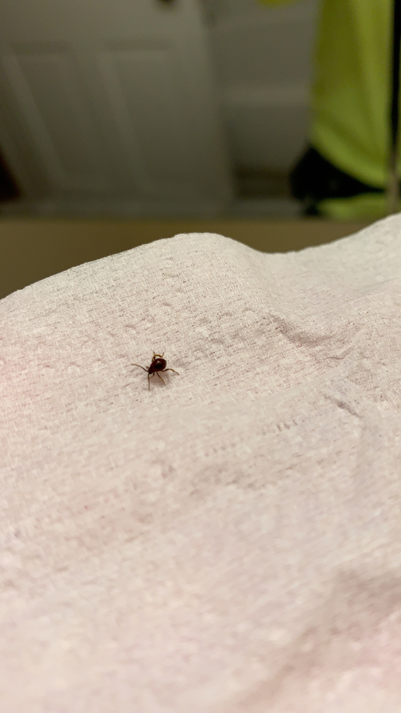 Smooth Spider Beetle from Philadelphia on April 07, 2021 at 11:50 PM by ...