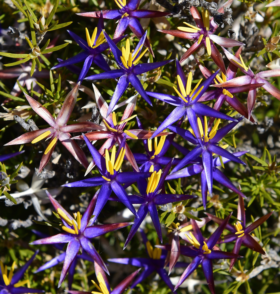 Blue Tinsel Lily (Calectasia grandiflora) - Botanical Realm