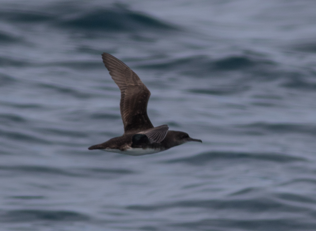 Hutton's Shearwater (Puffinus huttoni) (Birds of the Sunshine Coast ...