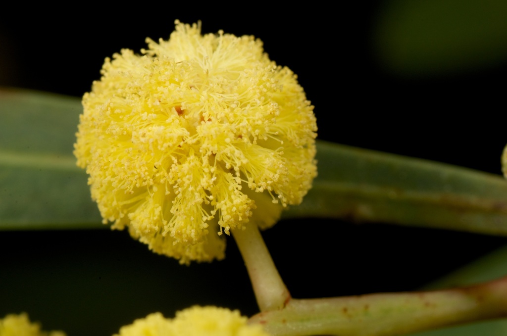 Silver Wattle from Cracroft Reserve, Cashmere hills, Christchurch ...