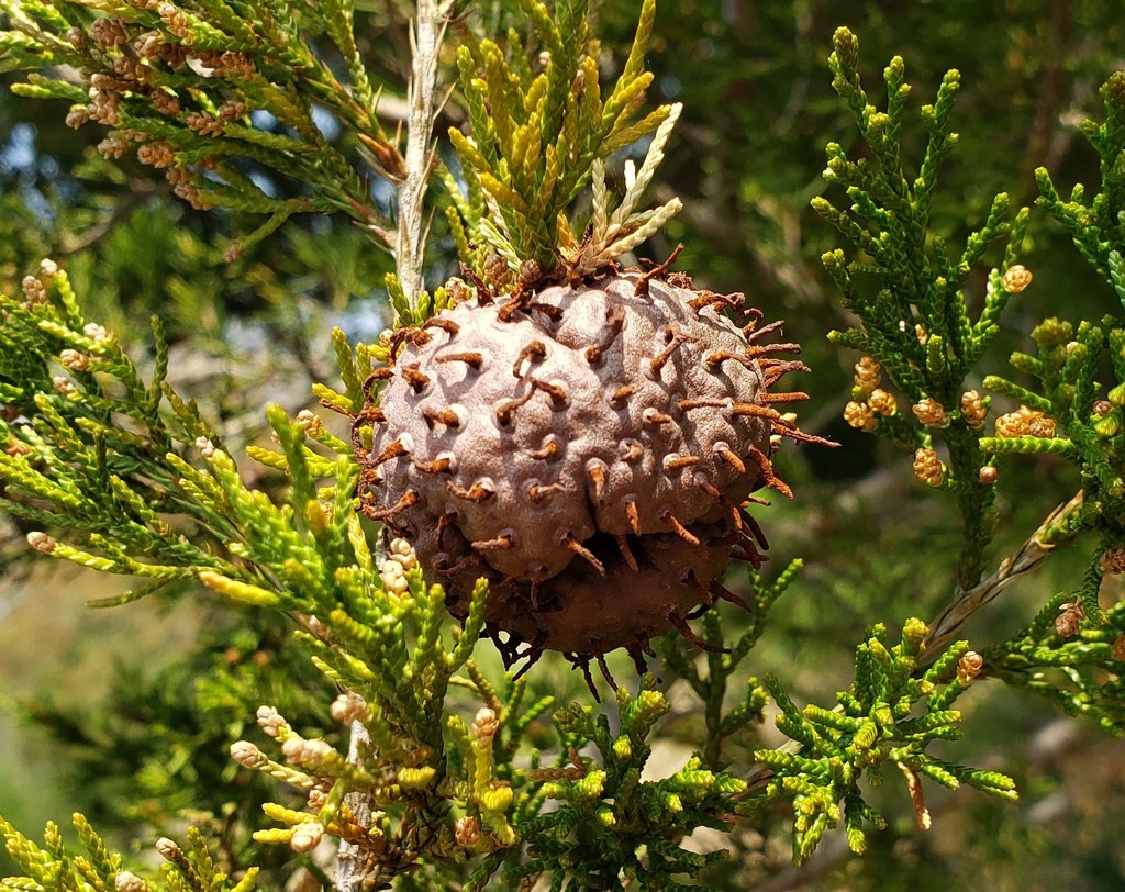 juniper-apple rust from Anne Arundel County, MD, USA on April 08, 2021 ...
