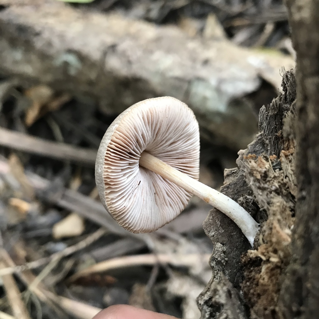 Pluteus from Garden Road, Piha, Auckland, NZ on April 09, 2021 at 12:41 ...