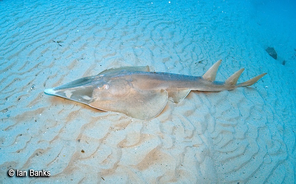 Giant Guitarfishes (Glaucostegidae) - Marine Life Identification