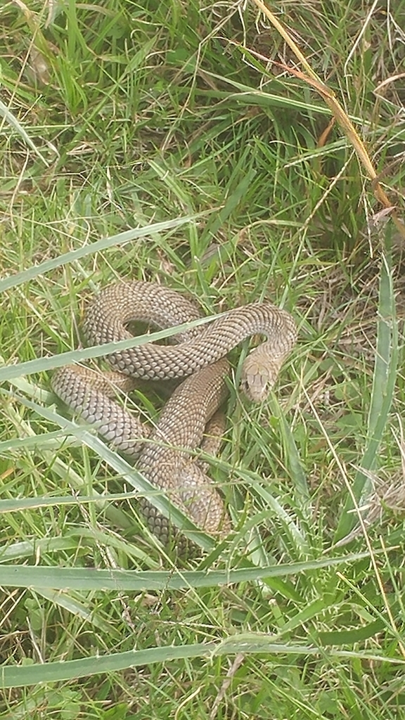 Patagonian Racer from Departamento de Rocha, Uruguay on April 8, 2021 ...