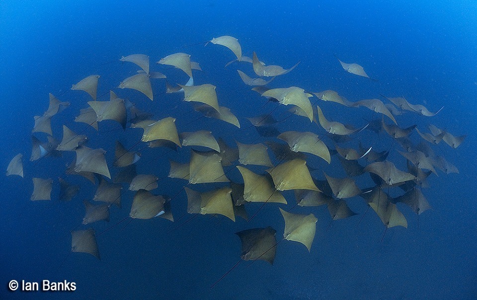 Cownose Rays (Saltwater Fish of Mississippi) · iNaturalist