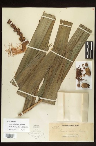 Areca caliso · iNaturalist