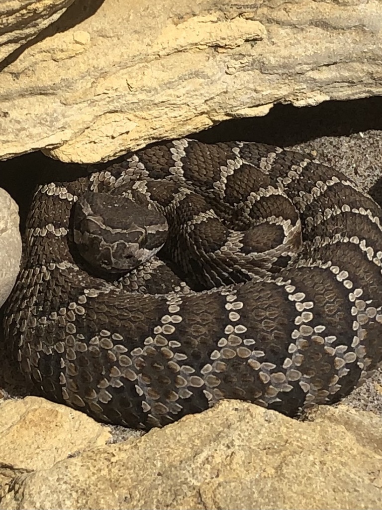 Southern Pacific Rattlesnake from Vandenberg Air Force Base, Lompoc, CA ...