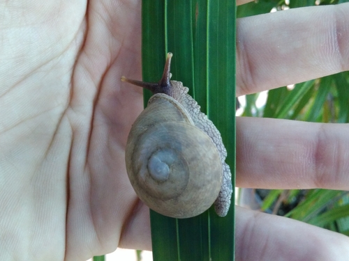 Polydontes angustata · iNaturalist United Kingdom