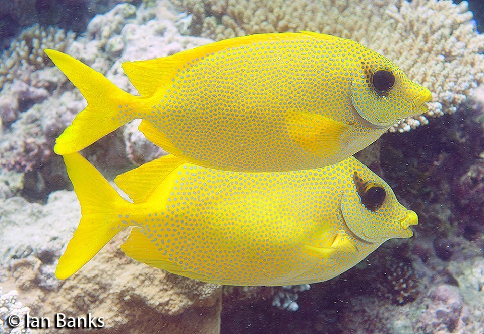 Rabbitfishes (Siganus) - Marine Life Identification