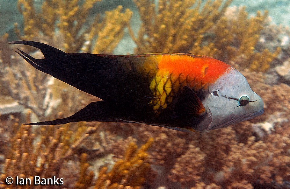 Slingjaw Wrasse (Animals of Sainte Anne National Marine Park ...