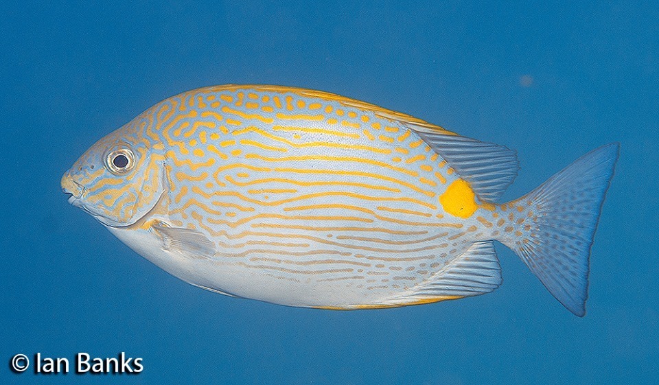 Rabbitfishes (Siganus) - Marine Life Identification