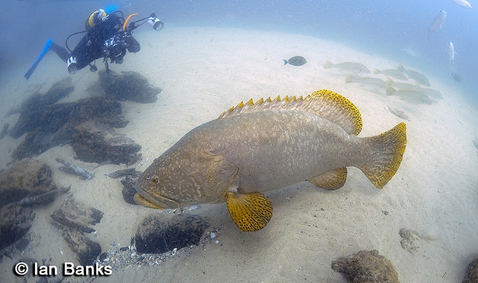 Giant Grouper (Fish of Randwick Council costal area: Coogee Beach and ...