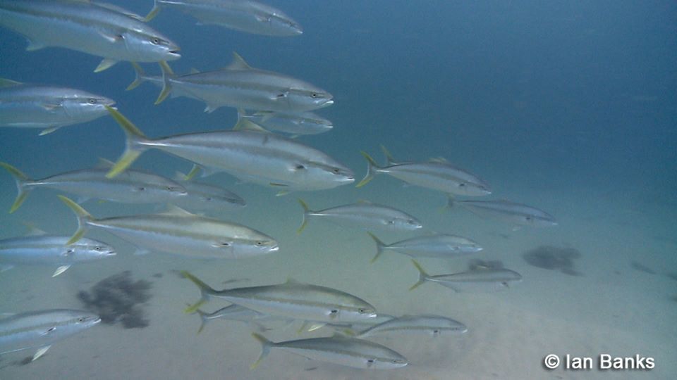 Yellowtail Kingfish from Gold Coast Seaway QLD Australia on August 25 ...