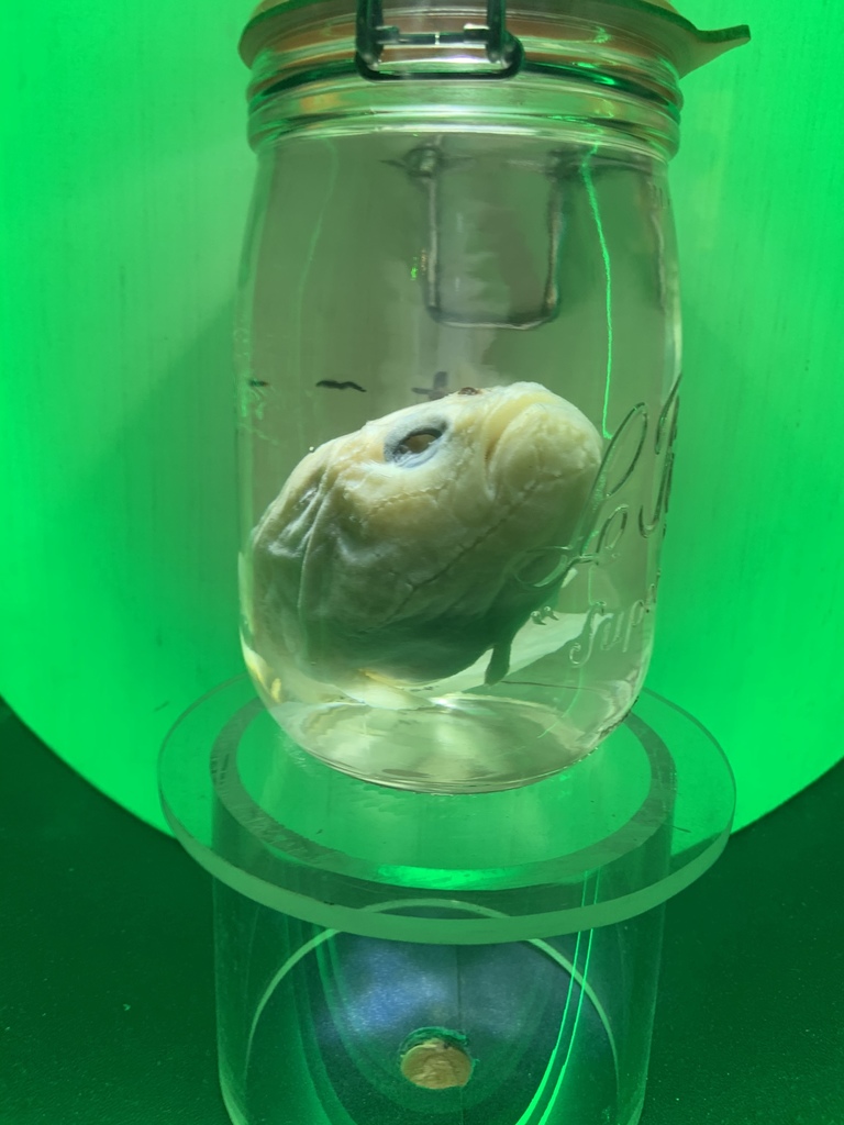 Coffinfish (Chaunax abei) - Marine Life Identification