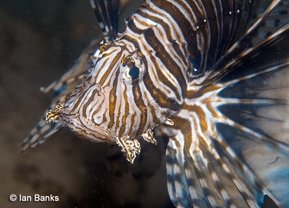 Common Lionfish (Pterois volitans) - Marine Life Identification