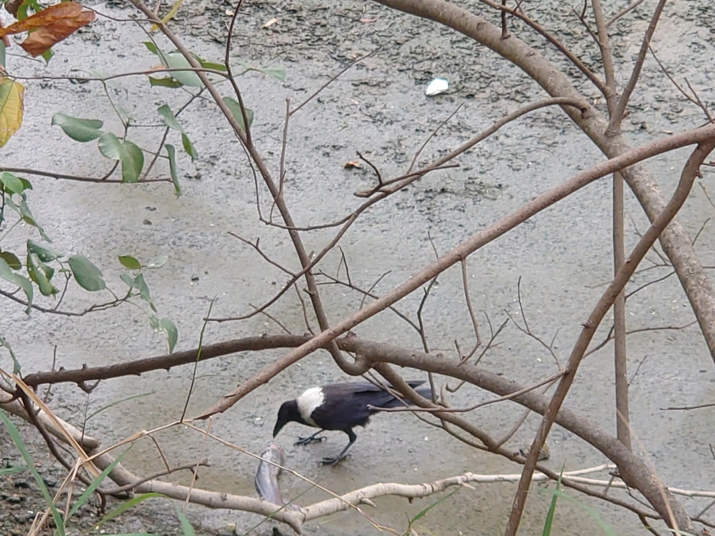 Collared Crow in April 2021 by kevinchansas · iNaturalist