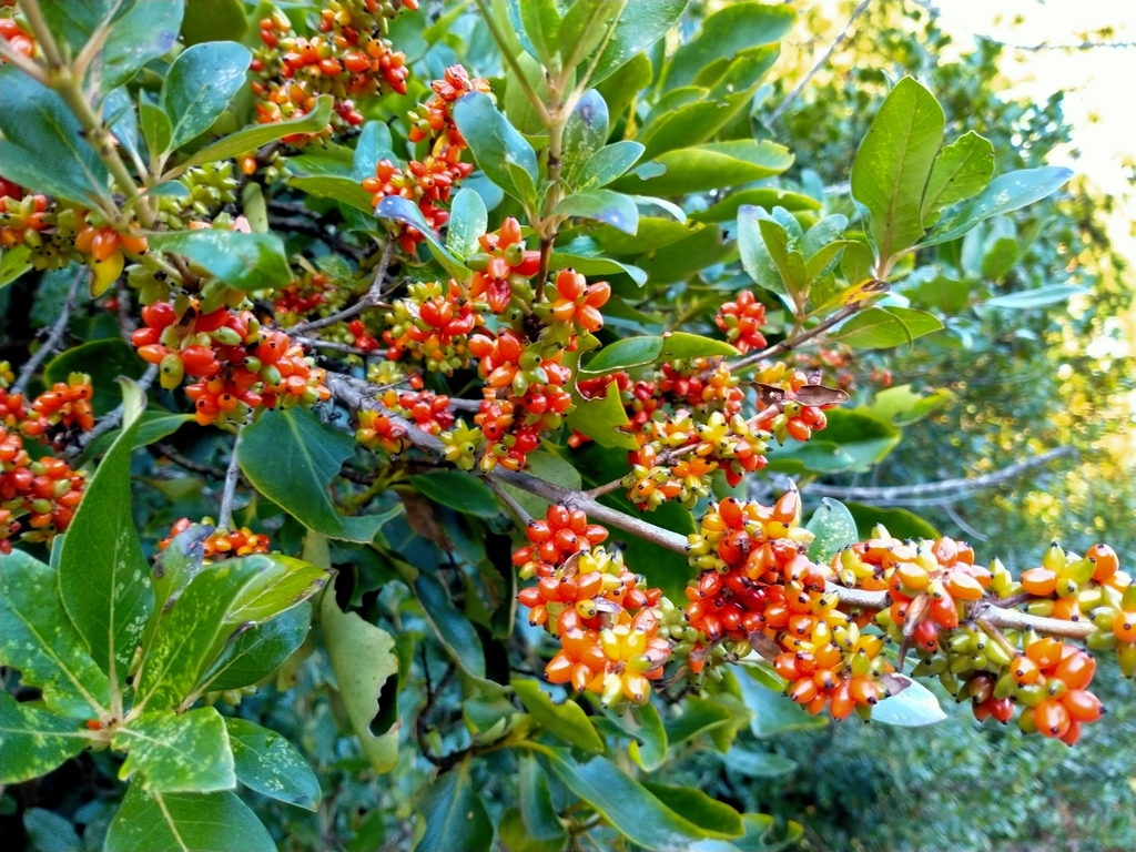 Karamu from Glenleith, Dunedin 9010, New Zealand on April 09, 2021 at ...