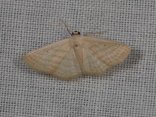 Scopula despoliata · iNaturalist