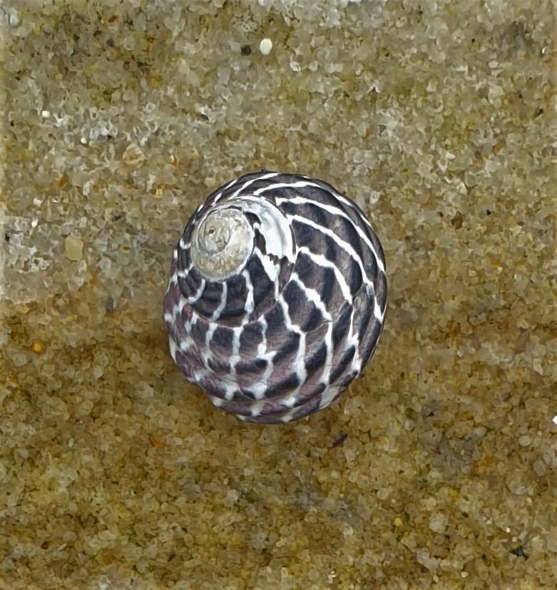 Zebra Top Snail from Randwick, New South Wales, Australia on April 09 ...