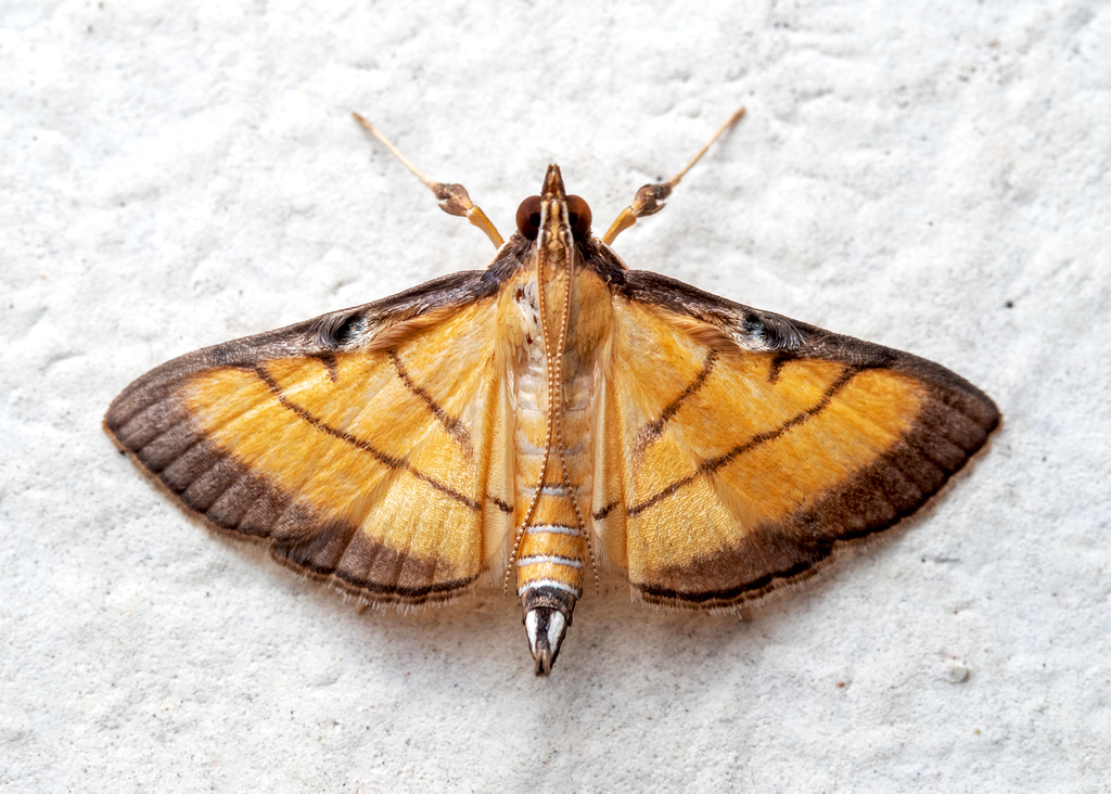 Rice Leaf-roller (Lepidoptera of the Sunshine Coast) · iNaturalist