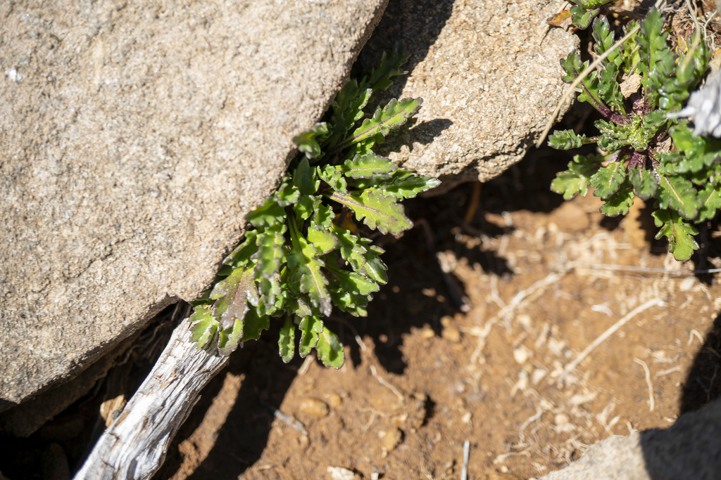 alpine groundsel from Ben Lomond, Northern Midlands - Pt B, Tasmania ...