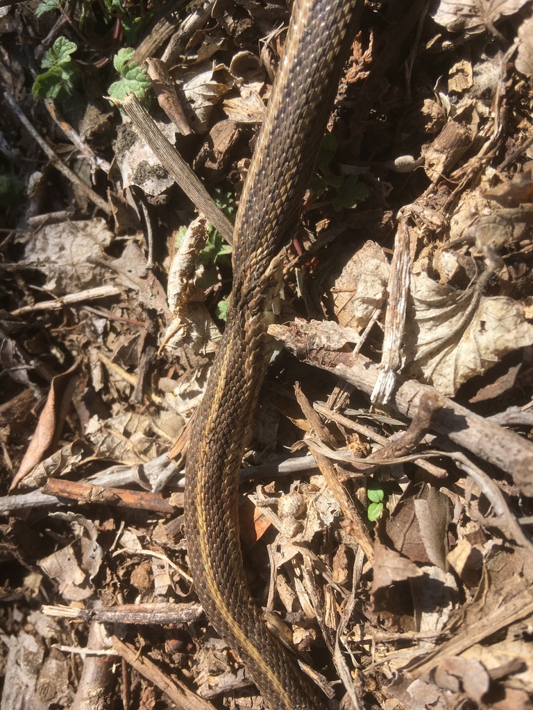 Lined Snake from S Main St, Inman, KS, US on March 28, 2021 at 11:56 AM ...