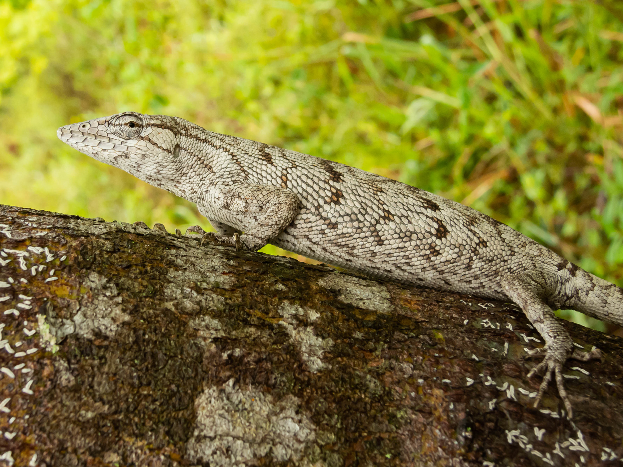 Polychrus acutirostris Spix, 1825