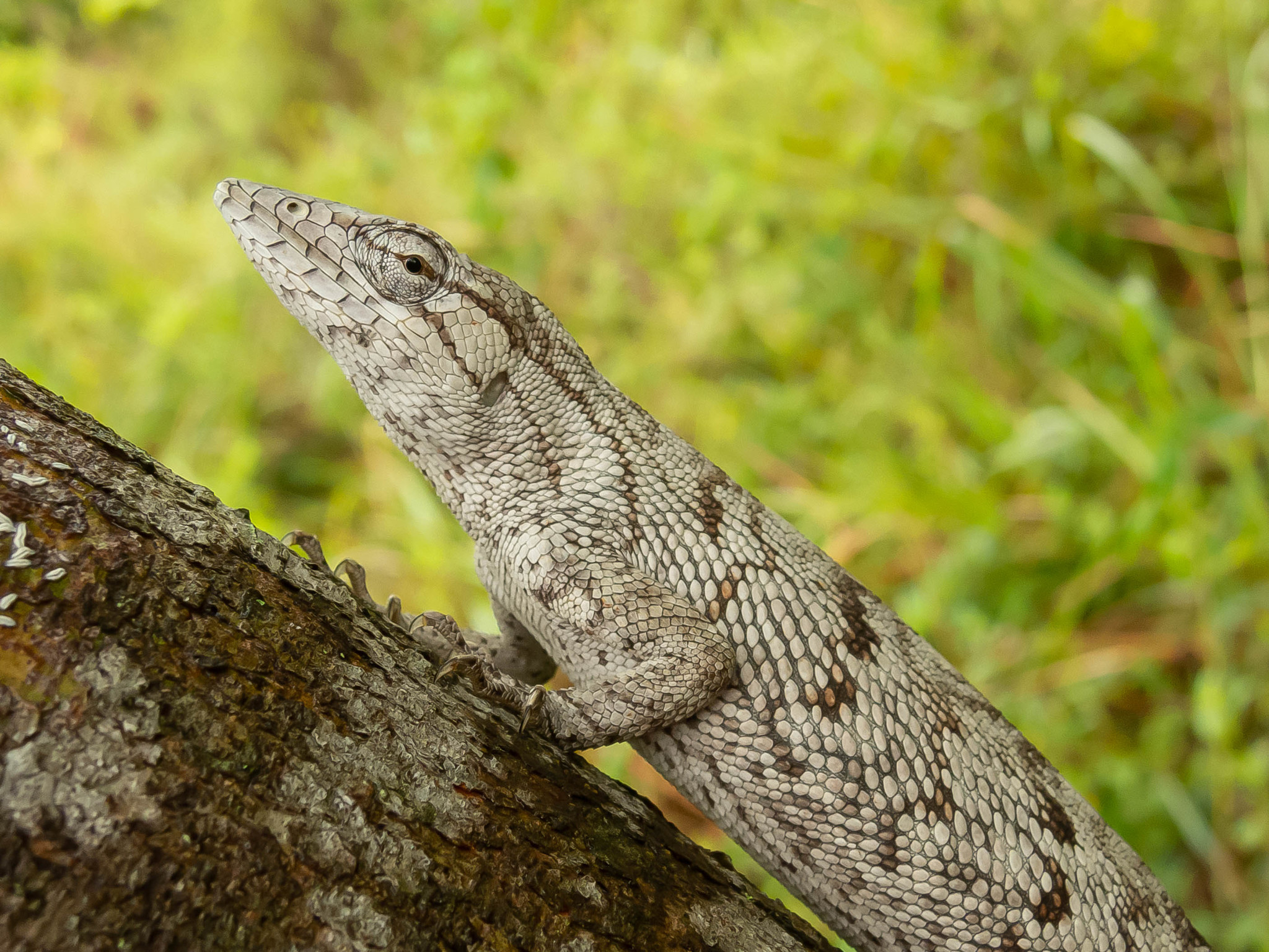 Polychrus acutirostris Spix, 1825