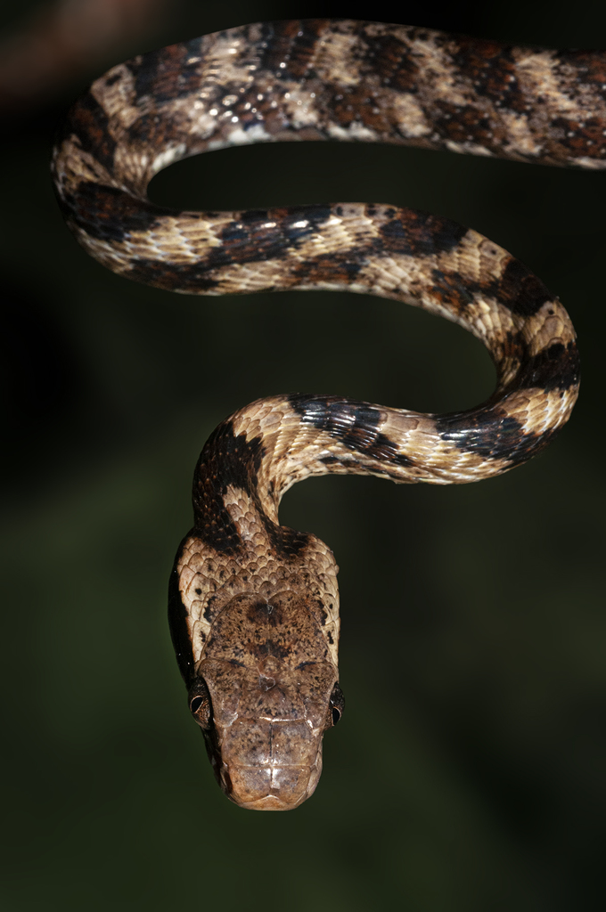 Australasian Cat Snakes from Aizawl, Mizoram, India on May 10, 2010 at ...