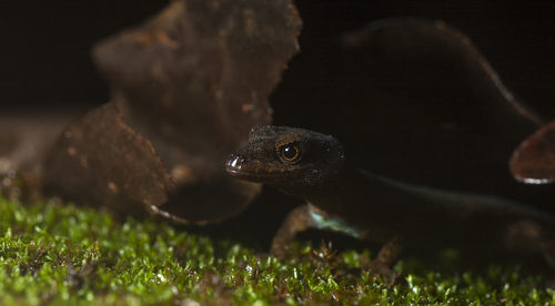 Kolhapur Round-eyed Gecko (Cnemaspis kolhapurensis) · iNaturalist