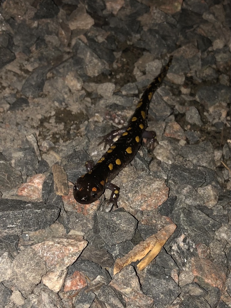 Spotted Salamander from Second Line W, Prince, ON, CA on April 8, 2021 ...