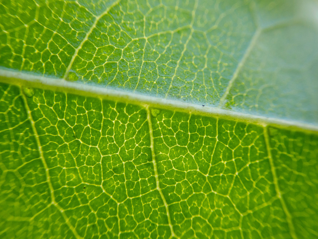 Australian Olive (Olea paniculata) - Botanical Realm