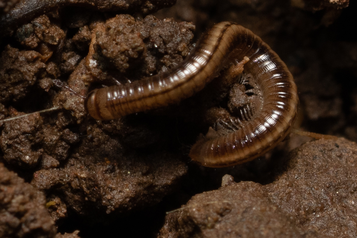 Brachyiulus pusillus (Leach, 1814)