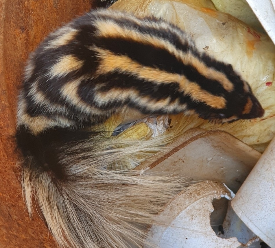 Western Spotted Skunk from Altamira, Tamps., México on April 4, 2021 at ...