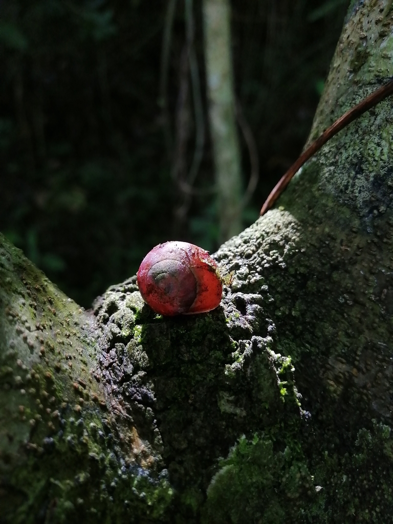 Helicinidae from La Salvia - Los Quemados (D. M.)., Dominican Republic ...