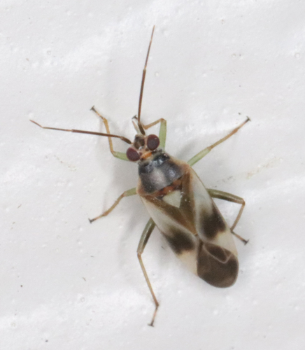 Orthotylus ornatus · iNaturalist