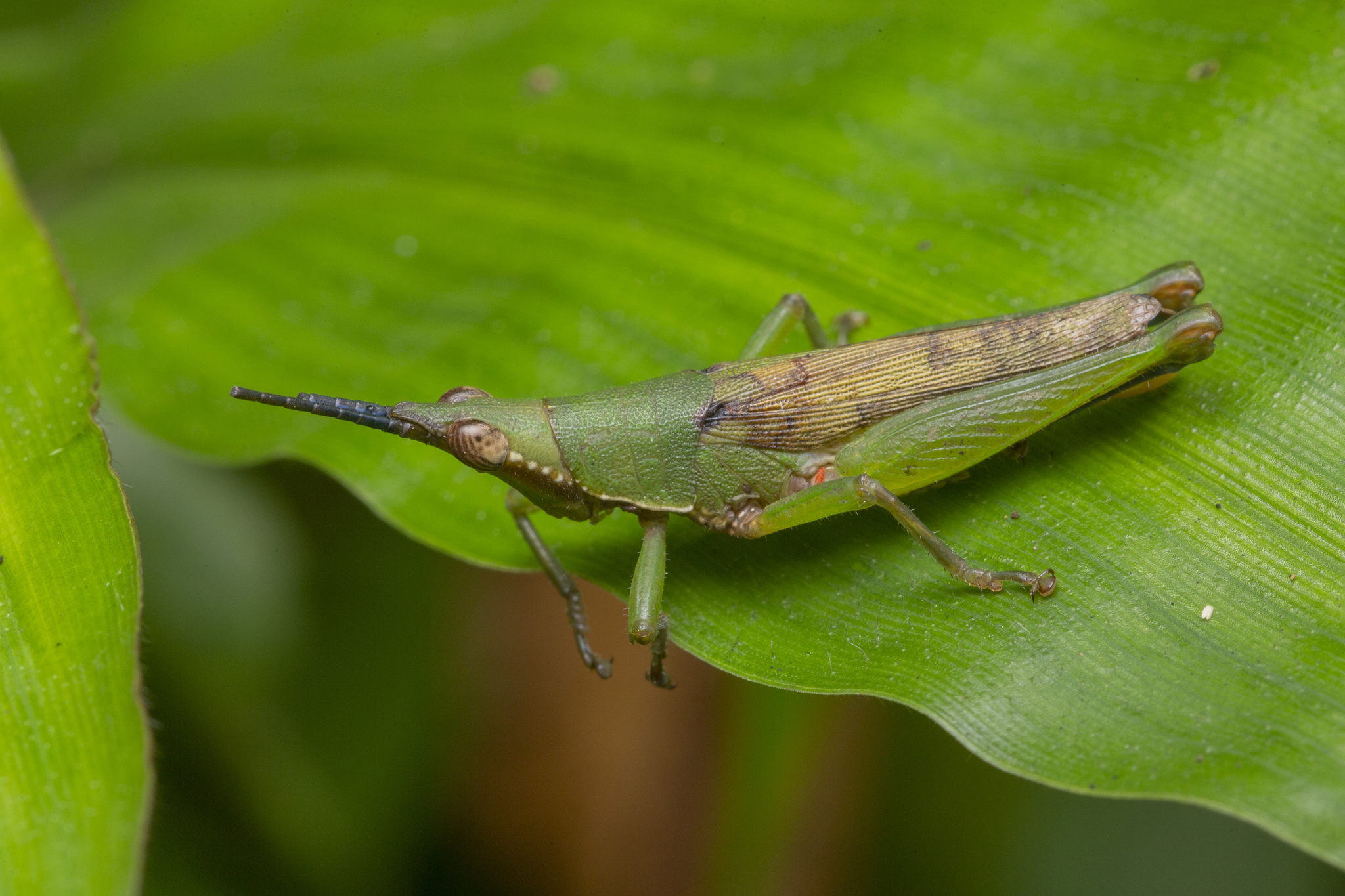 Tagasta marginella (Thunberg, 1815)